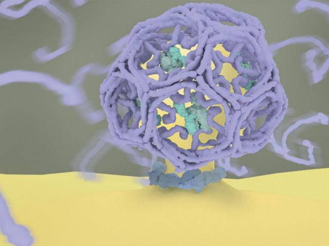 Drakakaki Lab animation demystifies how plant cells divide | Department ...