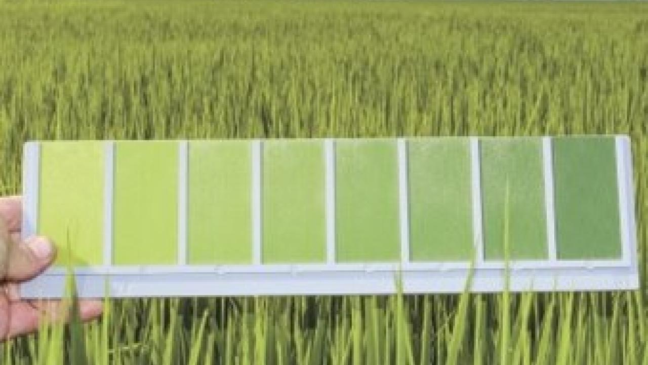 Department of Plant Sciences - Proper Phosphorus Levels Keep Rice ...