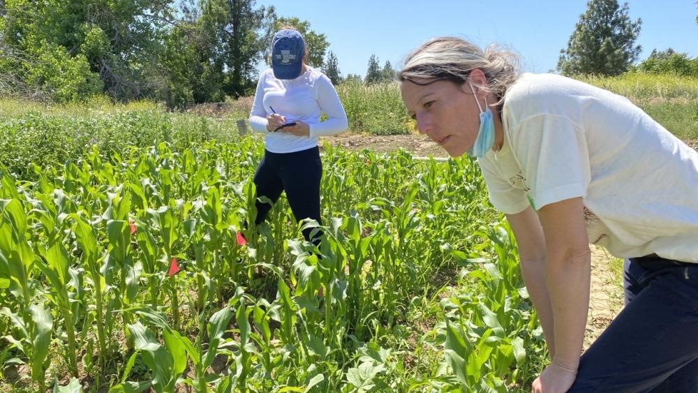 Plant Sciences at UC Davis | Department of Plant Sciences