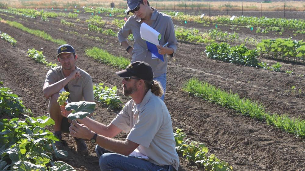 Plant Sciences at UC Davis | Department of Plant Sciences